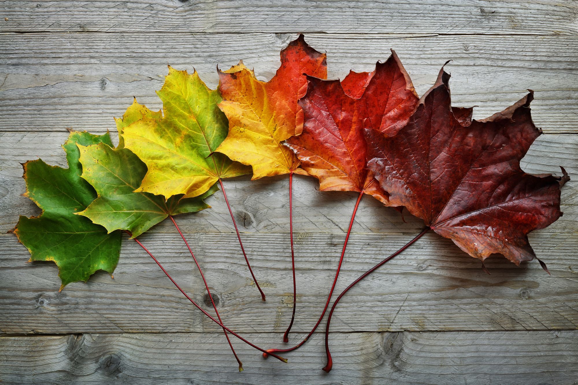 Why Do Leaves Change Color Trivia Genius
