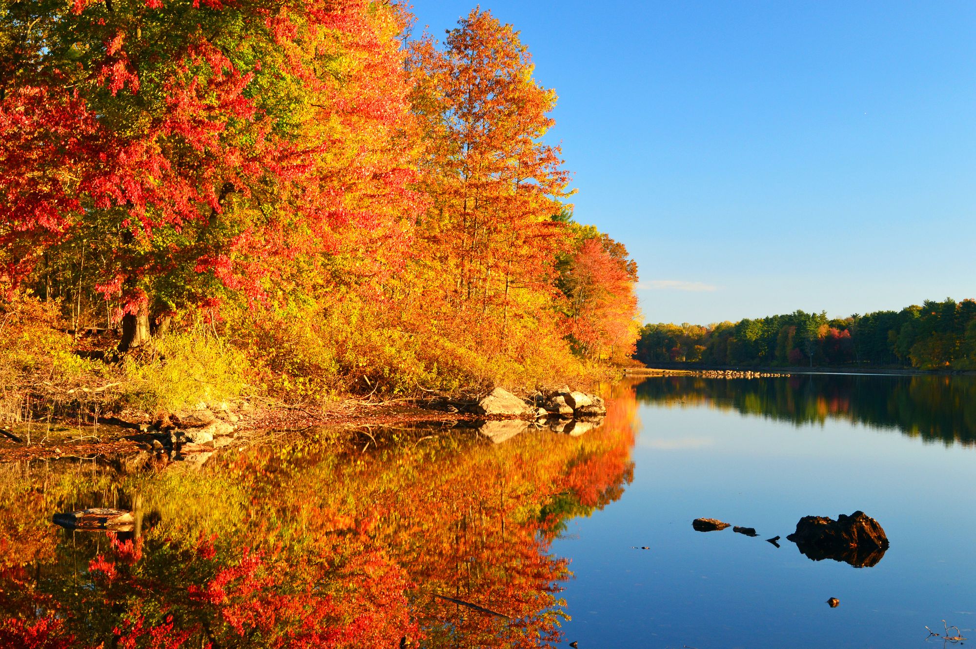 Why Do Leaves Change Color Trivia Genius