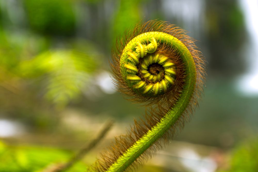 What Is The Fibonacci Sequence Awakening Start Here Before It s News
